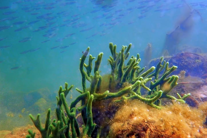 Bio-microneedling Spirella Spicule Peel - Clear Medical Skin Clinic